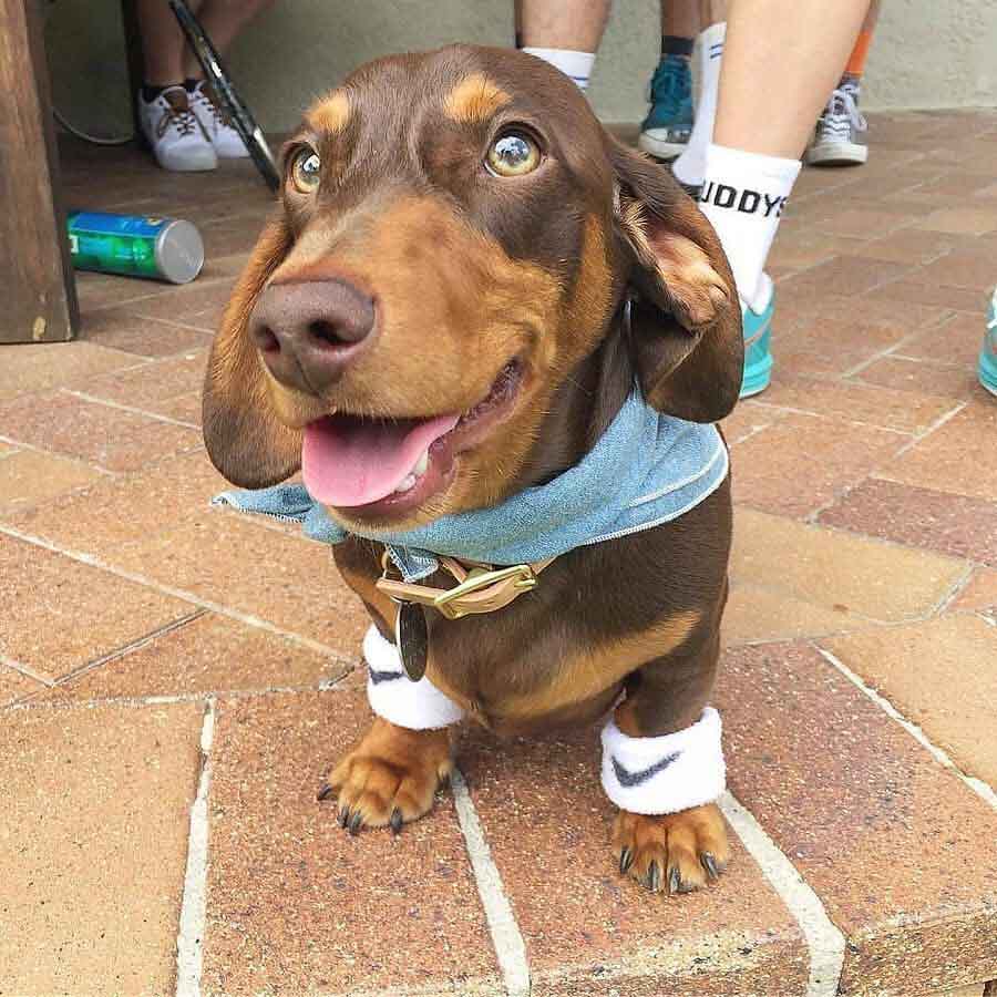 10 Adorable Sausage Dog Pics To Put A Smile On Your Face 10 Adorable Sausage Dog Pics To Put A Smile On Your Face
