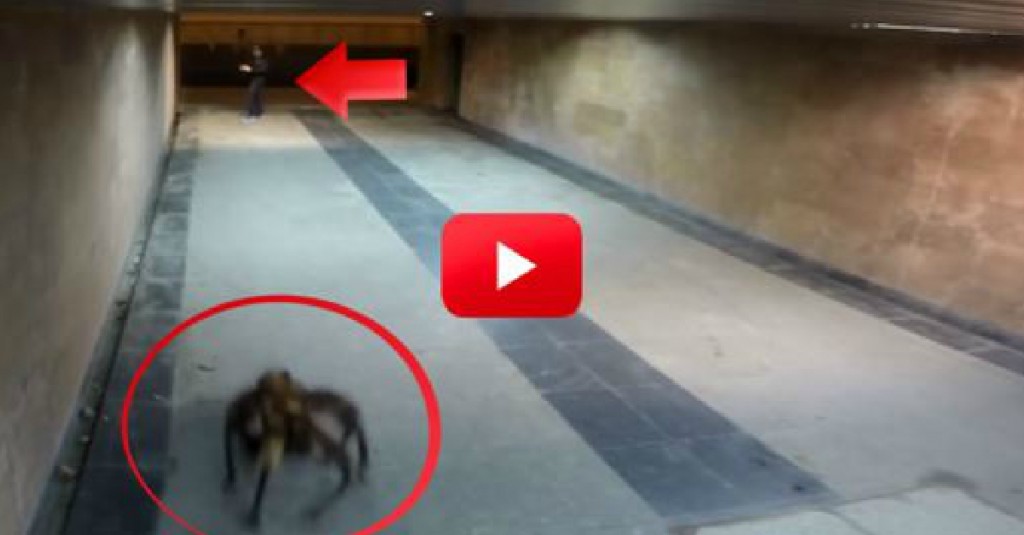 This Giant Spider Dog Prank Is The Most Terrifyingly Adorable Thing I ...