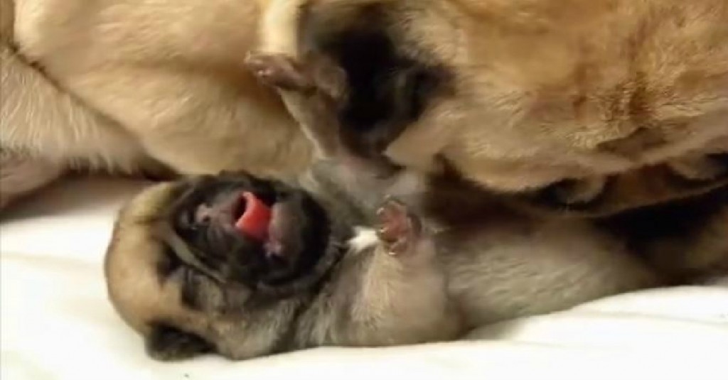 Mama Pug Gives Her Newborn Puppies A Nice Bath. Watch As One Of The ...