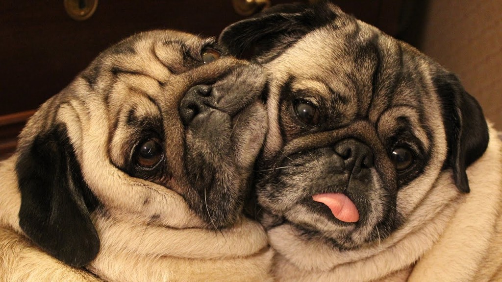 These Adorable Pug Pals Demonstrates What “BFF” Truly Look Like!