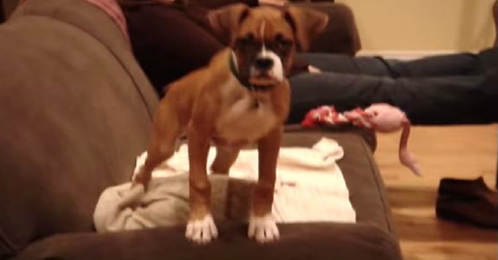 OMG Bella The Boxer Is So Insanely Cute!!!!!!! Got To Love The Boxer ...