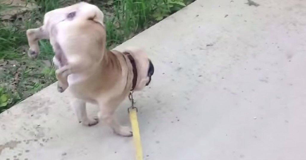 This Pug’s Got Talent!