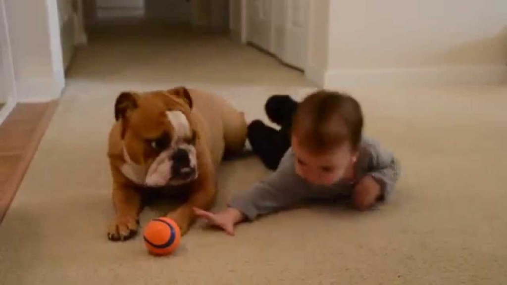 English Bulldog And Baby Playing Is Just So Sweet And Beautiful!