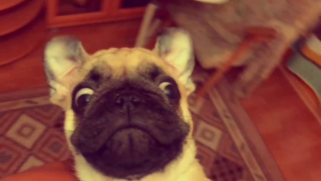 This Pug Spinning In Slow-Motion Is So. Stinkin’. Adorable.