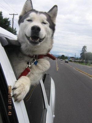 20 Things All Husky Owners Must Never Forget