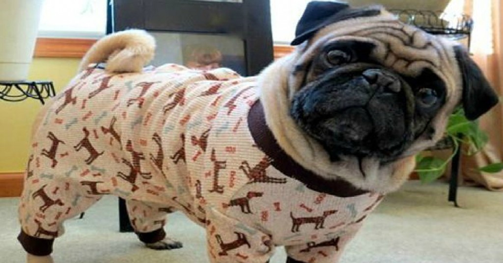15 Signs That Indicate You're A Crazy Pug Person… And Are Damn Proud of It!