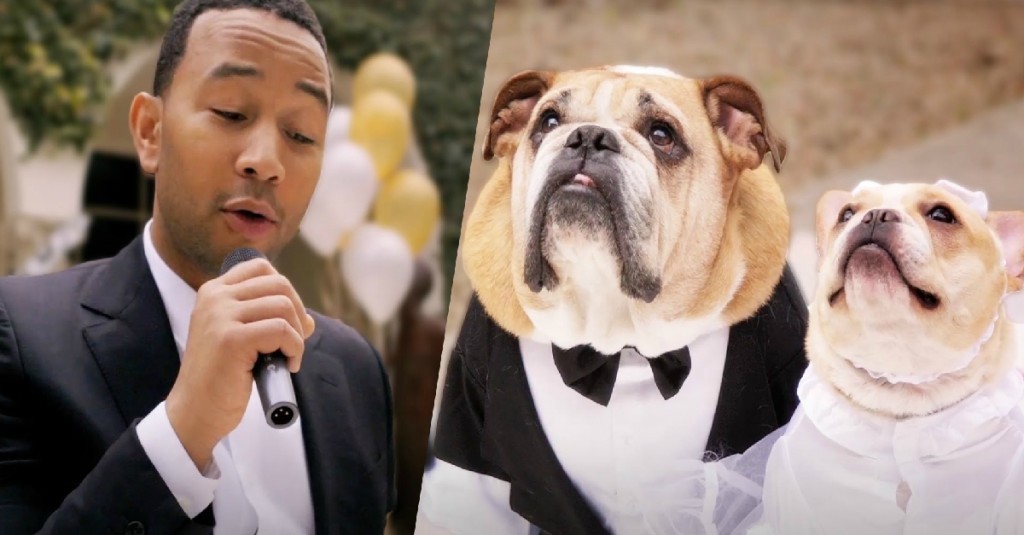 Dog Wedding With Private John Legend Concert Is Simply Pawsome!!