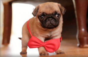 5 Things Only a Pug Owner Would Understand