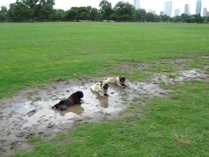Adorable Pugs Decides To Test Dog Park's Main Attraction, The Mud Pit ...