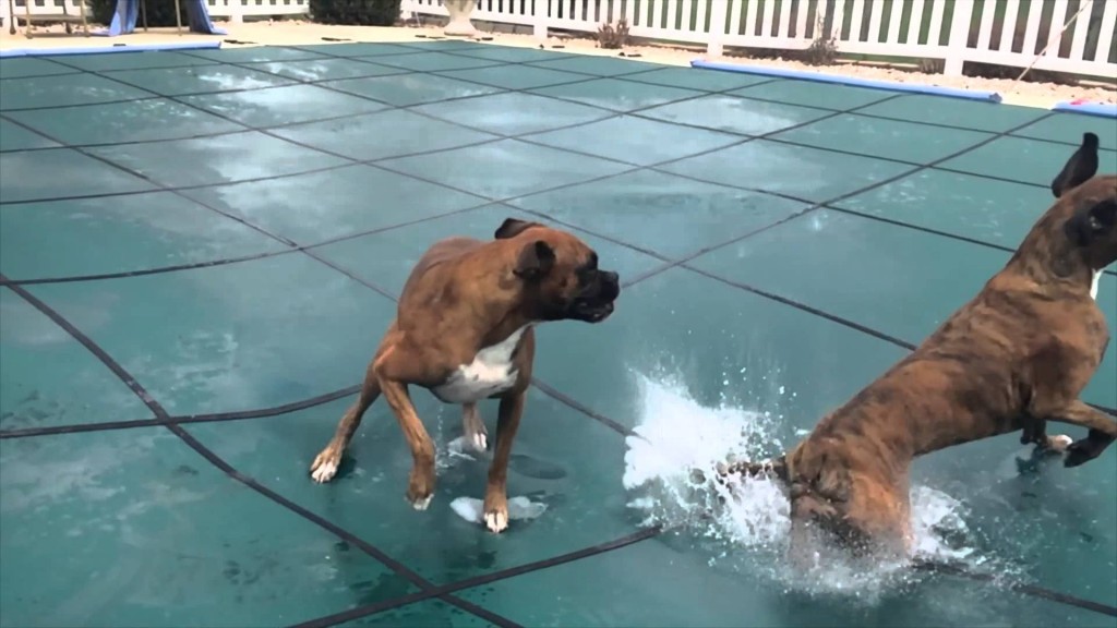 These Goofy Boxers Go Bonkers Doing THIS…