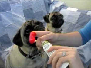 [VIDEO] How To Easily And Effectively Clean Your Pug’s Teeth