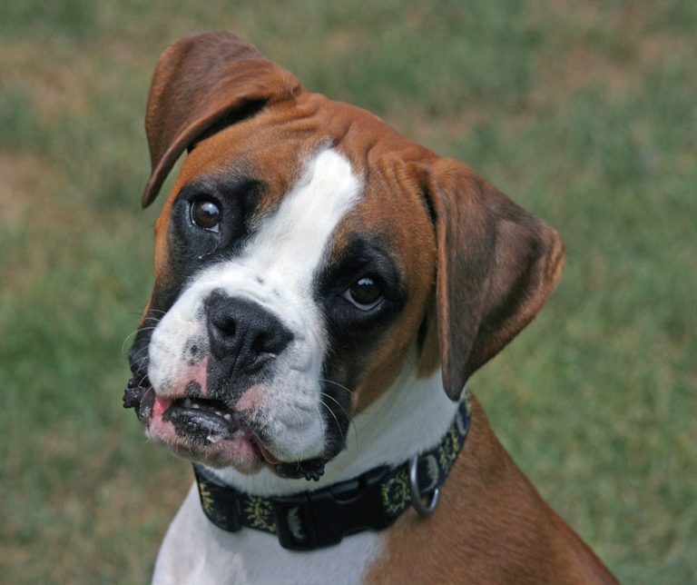 10 Reasons Why You Should NEVER Own A Boxer