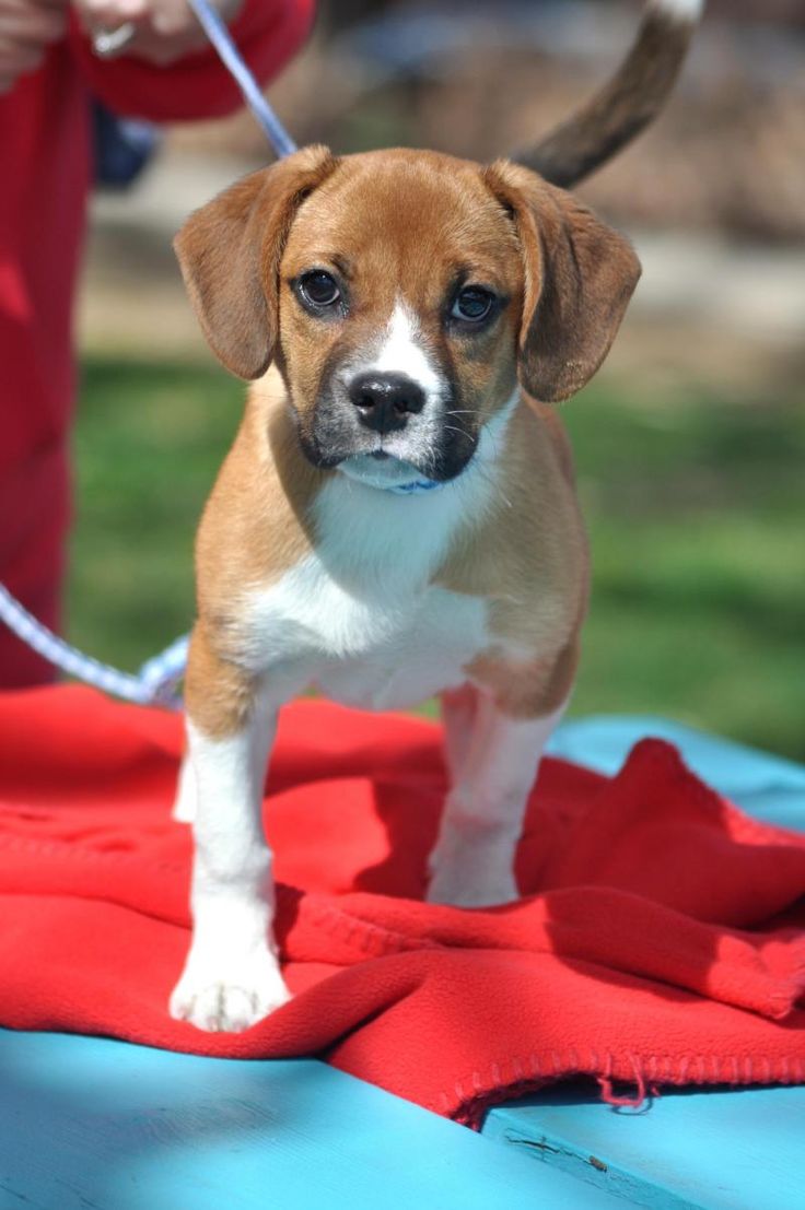 15 UNREAL Boxer Cross Breeds You've Got To See To Believe