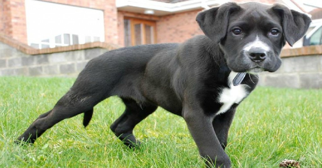15 UNREAL Boxer Cross Breeds You've Got To See To Believe
