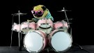 Pug Rocks Out Drum To Metallica Song “Enter Sandman”. It’s Too Epic For ...