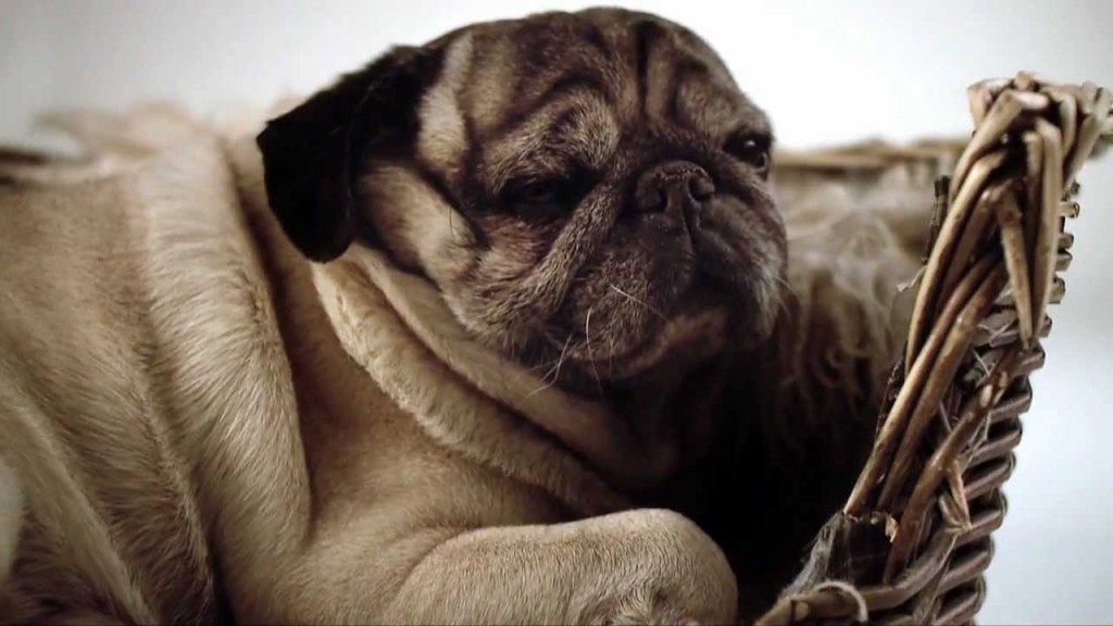 This Pug Documentary is a MUST WATCH for All Pug Lovers