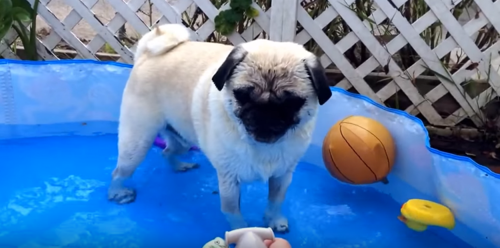 Epic Battle Between Pug vs Sharks. The Pug's Reaction Is Priceless!