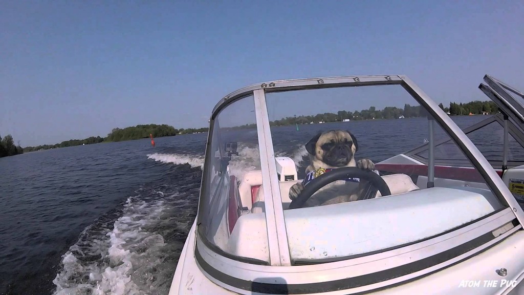 Pug Drives a Boat and Takes On The Open Water!