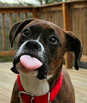 15 Signs You're A Crazy Boxer Person... and Damn Proud To Be!