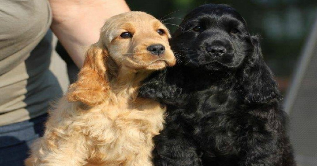 15 Signs You're A Crazy Cocker Spaniel Person... and Damn Proud To Be!