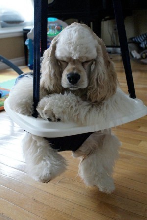 15 Signs You're A Crazy Cocker Spaniel Person... and Damn Proud To Be!