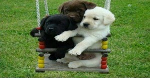 15 Signs You're A Crazy Labrador Person... and Damn Proud To Be!