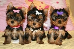 15 Signs You're A Crazy Yorkie Person... and Damn Proud To Be!