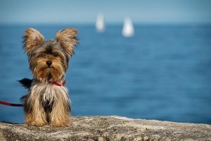 15 Signs You're A Crazy Yorkie Person... and Damn Proud To Be!