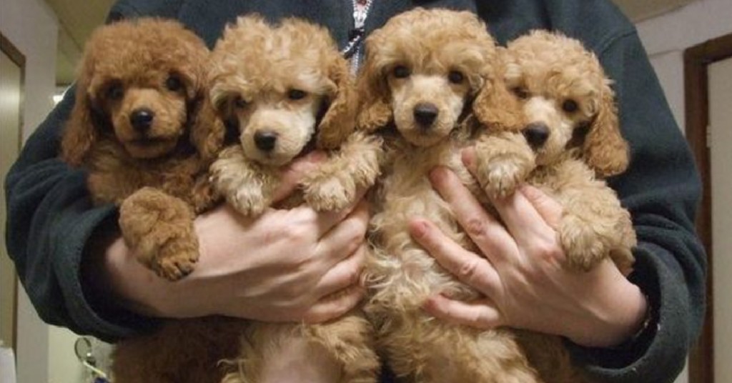 14 Signs You're A Crazy Poodle Person... and Damn Proud To Be!