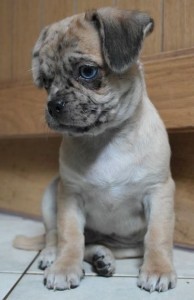 15 UNREAL Pug Cross Breeds You've Got To See To Believe