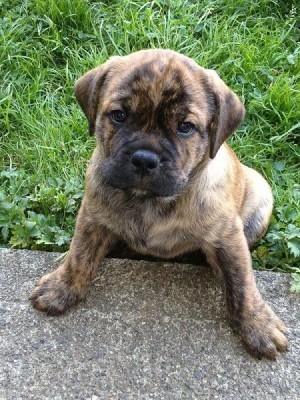 15 UNREAL Pug Cross Breeds You've Got To See To Believe