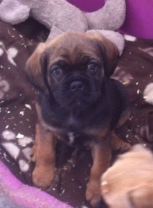 15 UNREAL Pug Cross Breeds You've Got To See To Believe