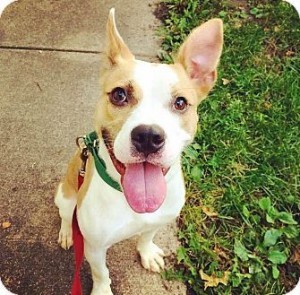 15 UNREAL Boxer Cross Breeds You've Got To See To Believe