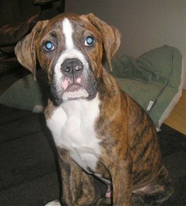 15 UNREAL Boxer Cross Breeds You've Got To See To Believe