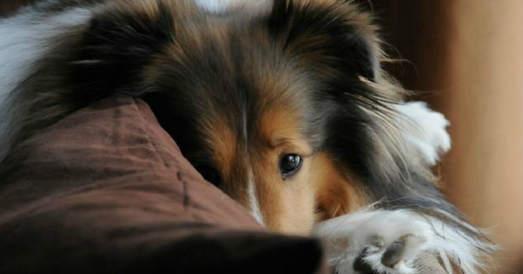 20 Things All Shetland Sheepdog Owners Must Never Forget