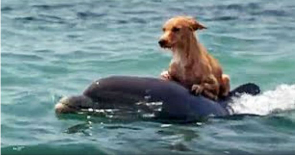 Dog Falls Into Canal And Starts To Drown, Until Group Of Dolphins Saves ...