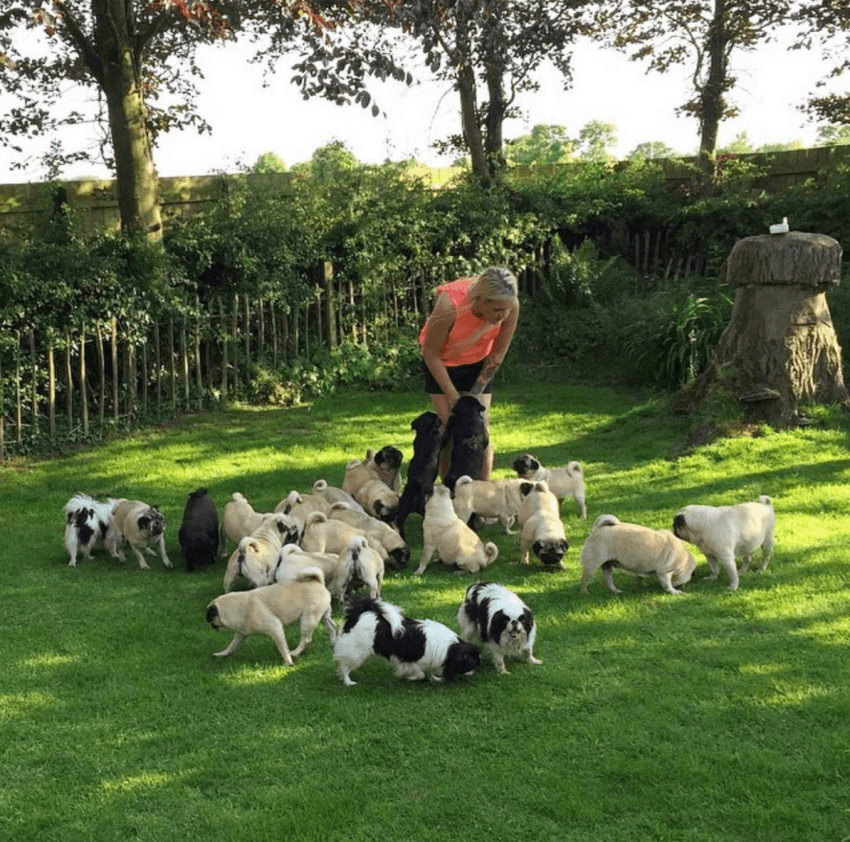 Woman Adopts 30 Pet Pugs, Then Reveals She Spends Over $24,000 A Year ...