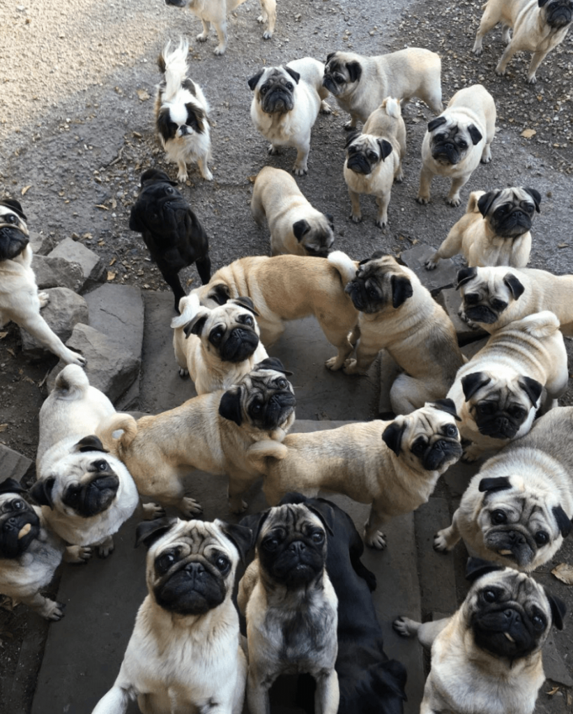 Woman Adopts 30 Pet Pugs, Then Reveals She Spends Over $24,000 A Year ...
