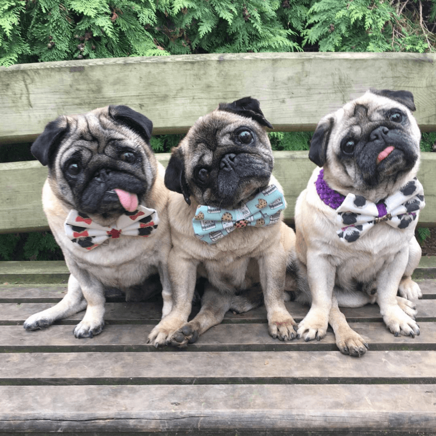 Woman Adopts 30 Pet Pugs, Then Reveals She Spends Over $24,000 A Year ...