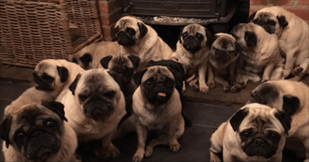 Woman Adopts 30 Pet Pugs, Then Reveals She Spends Over $24,000 A Year ...