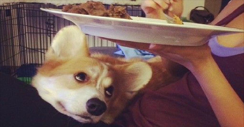 6 Problems Only Corgi Owners Will Understand