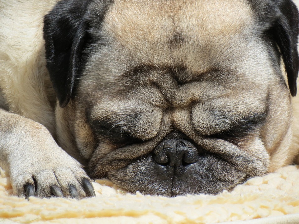8 Things Only Pug People Understand