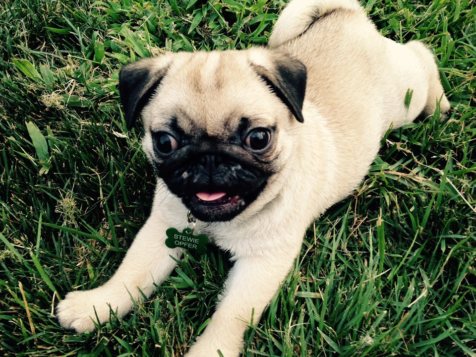8 Things Only Pug People Understand