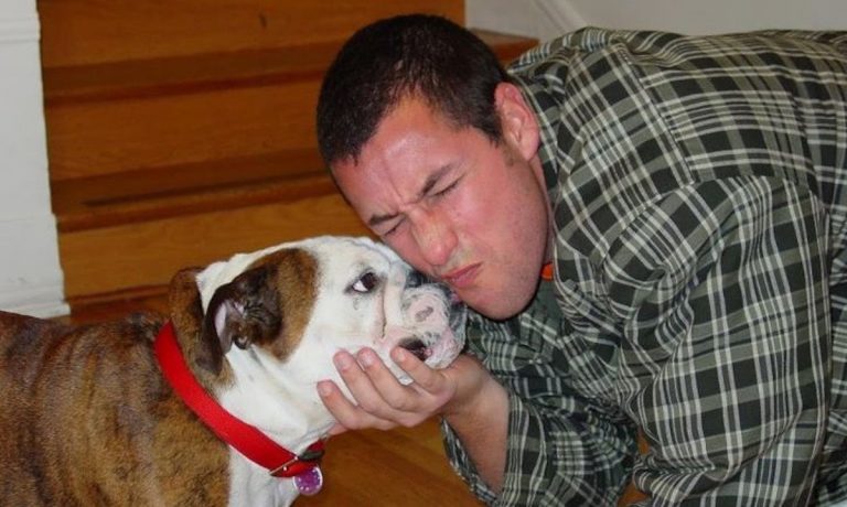 19 Celebrity English Bulldog Owners