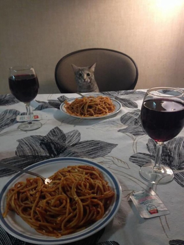 18 Hilarious Pets Who Can't Wait For Dinner Time