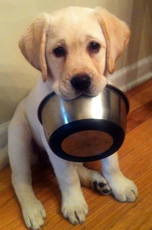 18 Hilarious Pets Who Can't Wait For Dinner Time