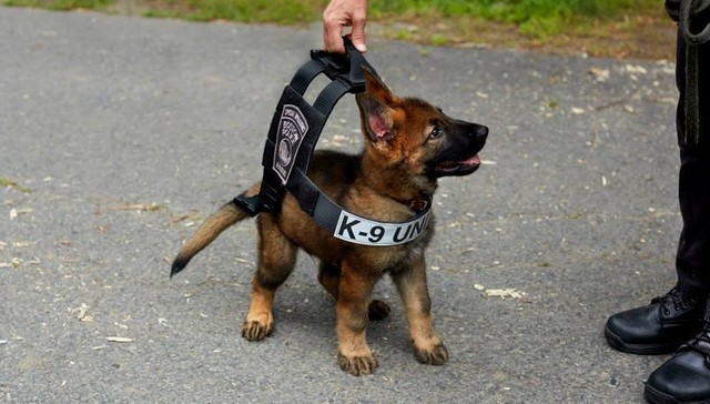 18 adorable K9 puppies in training who are trying their best to act tough