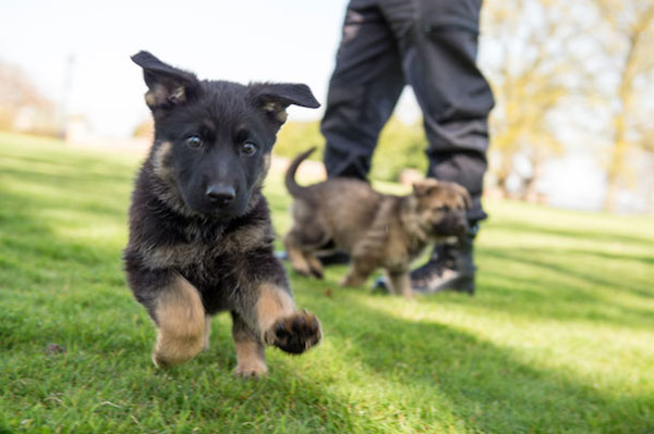 18 adorable K9 puppies in training who are trying their best to act tough