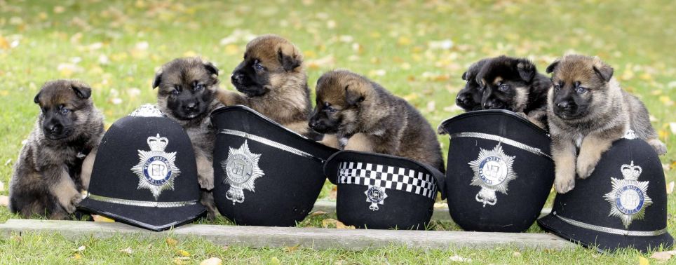 18 adorable K9 puppies in training who are trying their best to act tough