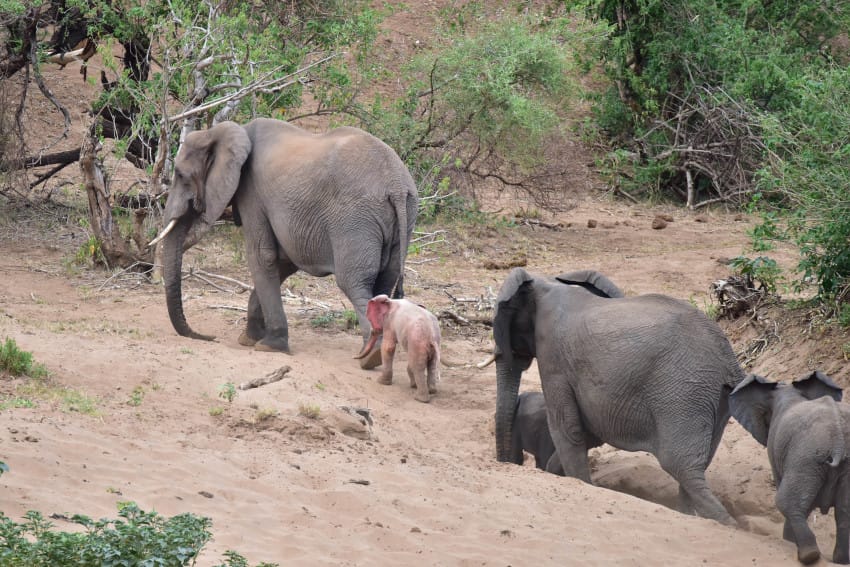 It Seemed Like An Ordinary Elephant Herd, Until A Photographer Saw A ...